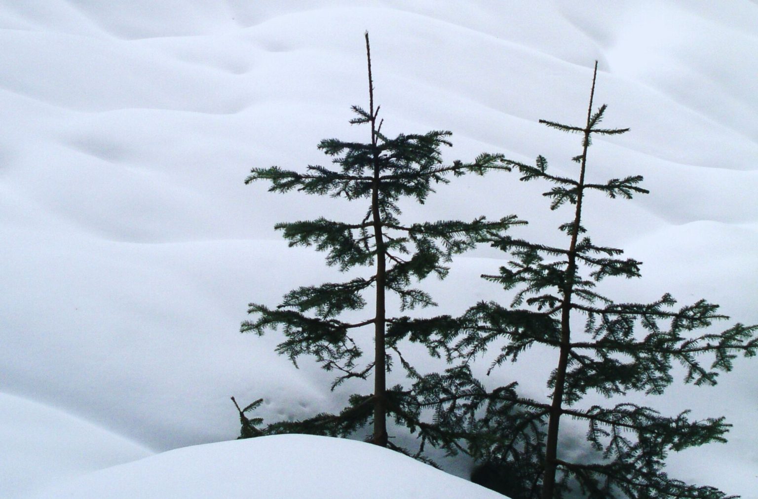 Sisu: The Nordic Power of Resilience – Nordic Mindfulness™
